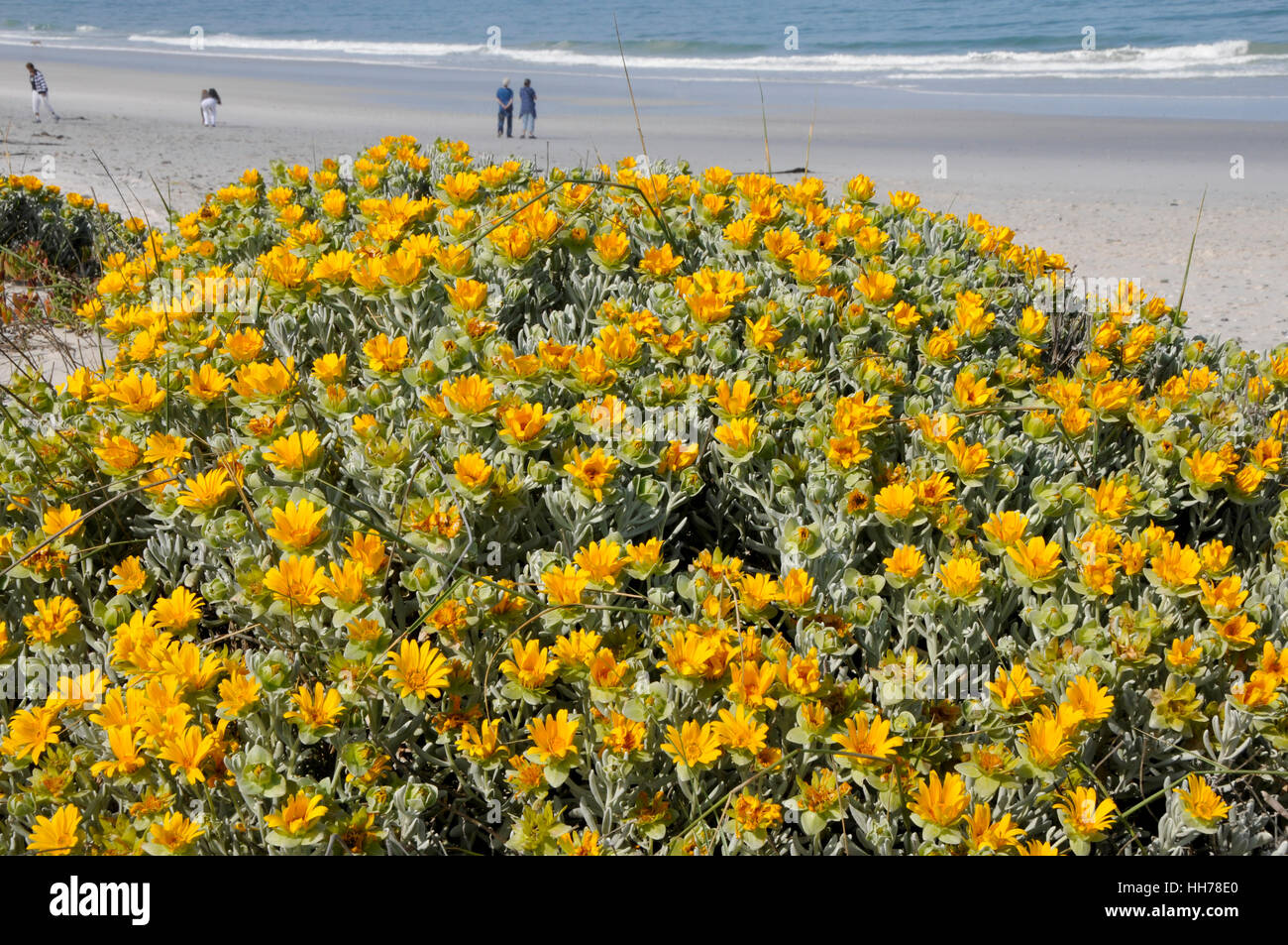 a large flowering plant of the salad thistle Stock Photo - Alamy