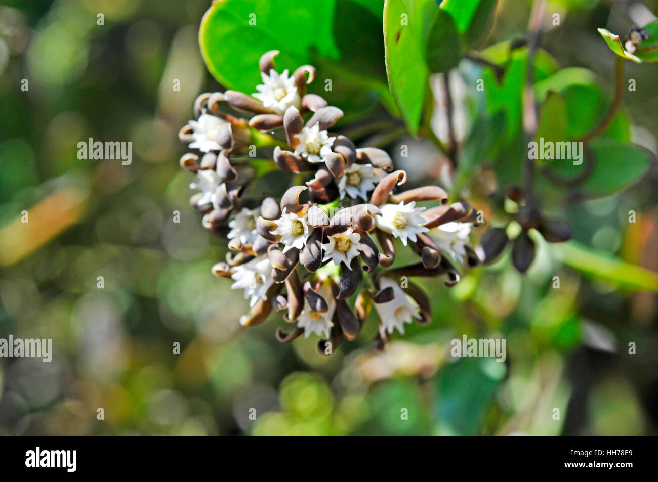 Cynanchum hi-res stock photography and images - Alamy