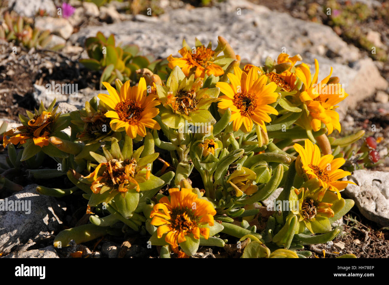 South african thistle hi-res stock photography and images - Alamy