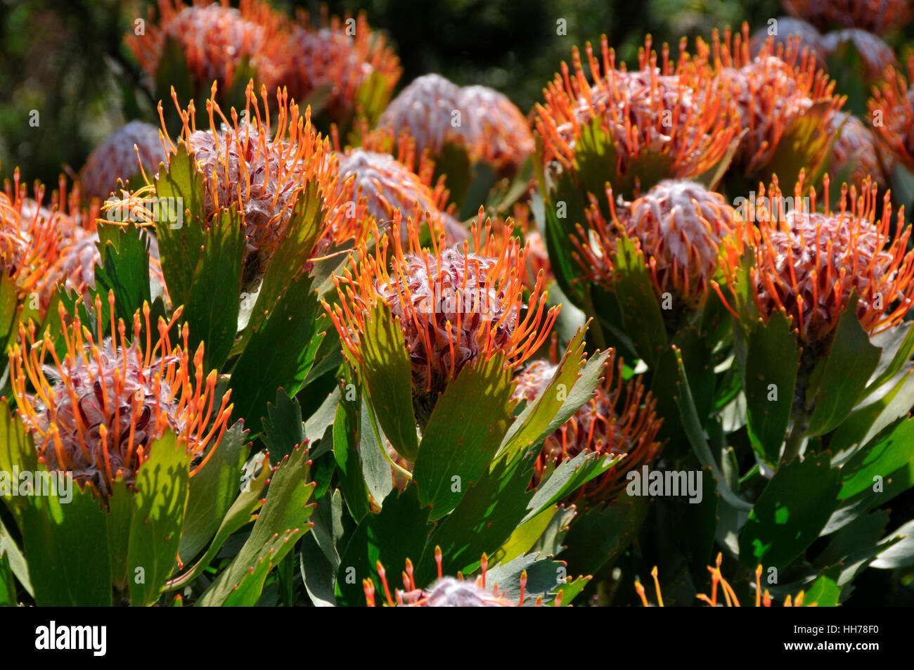 The beautiful flowers of a pincushion Stock Photo - Alamy