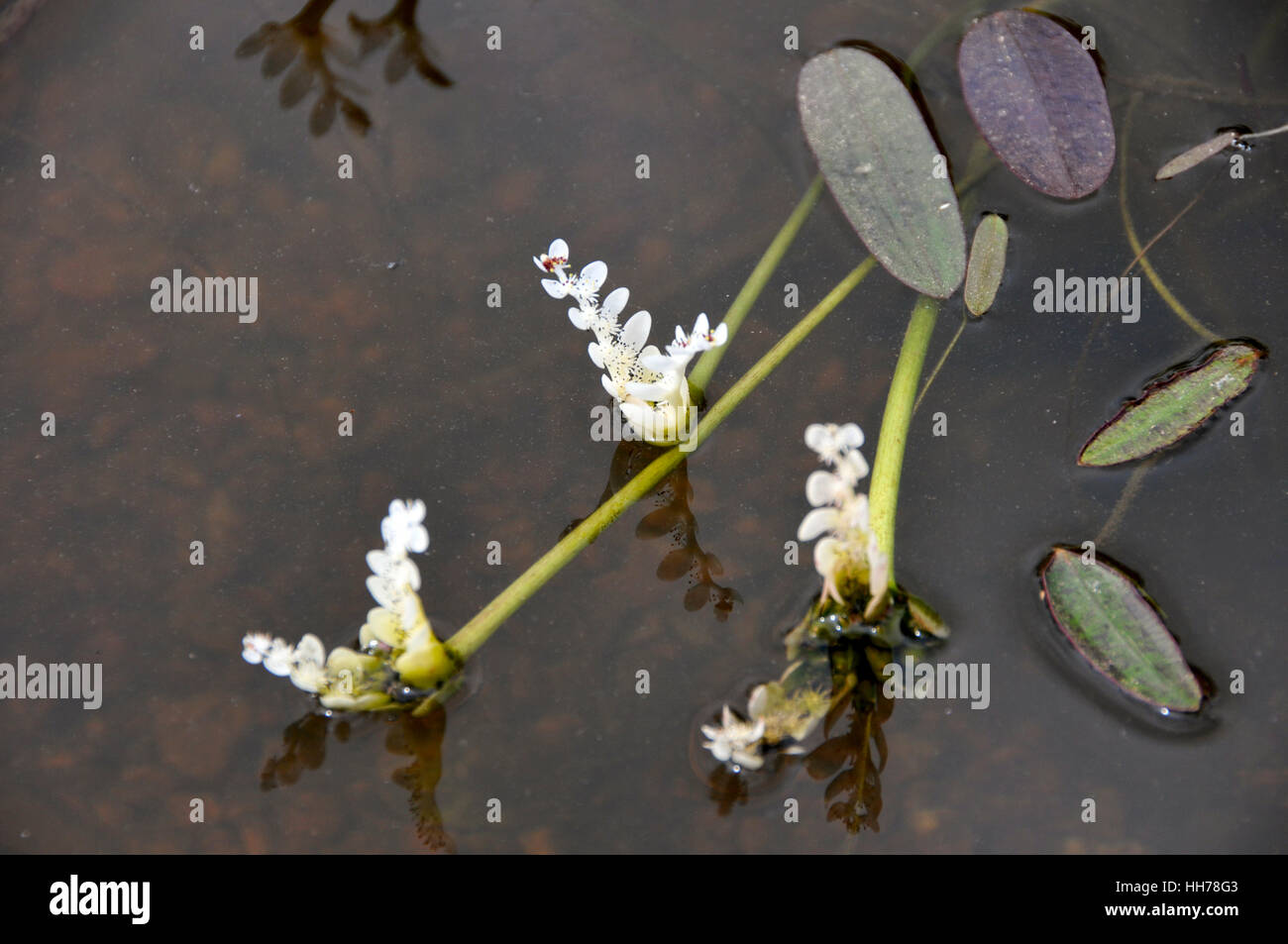 The nice smelling Water Hawthorn in full flower Stock Photo - Alamy