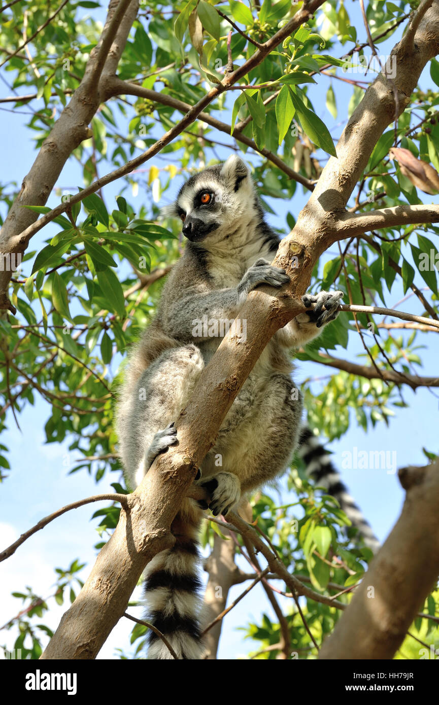 beautiful, beauteously, nice, tree, animal, africa, monkey, zoo, look ...