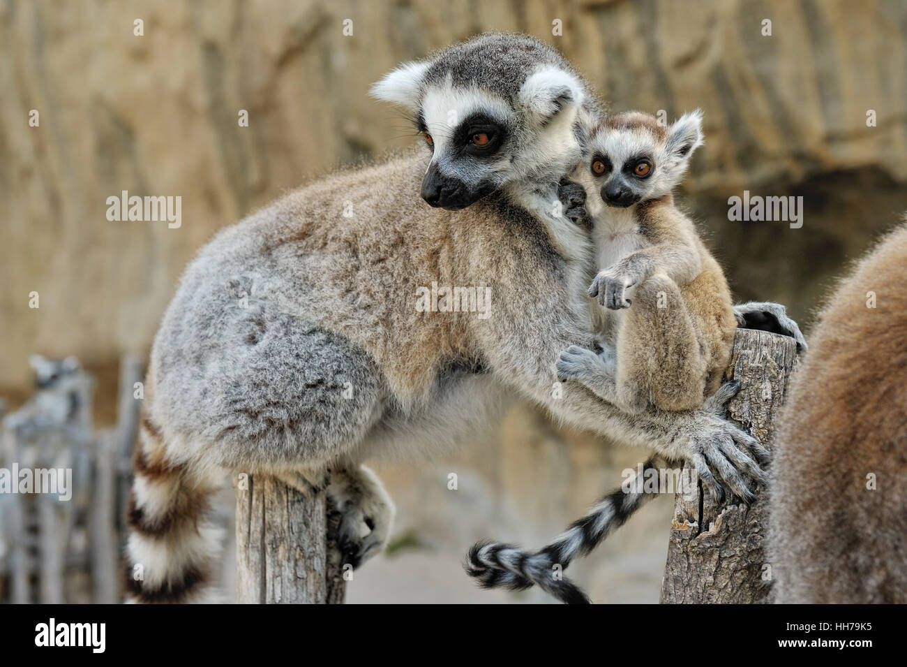 beautiful, beauteously, nice, animal, africa, monkey, zoo, look ...