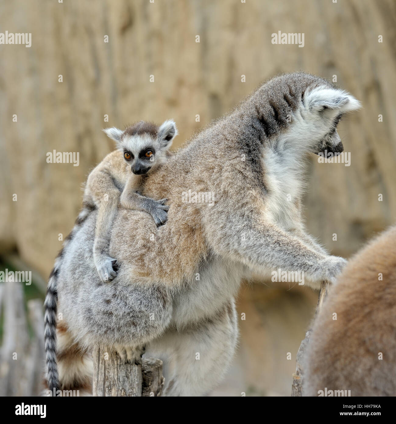 beautiful, beauteously, nice, animal, africa, monkey, zoo, look ...