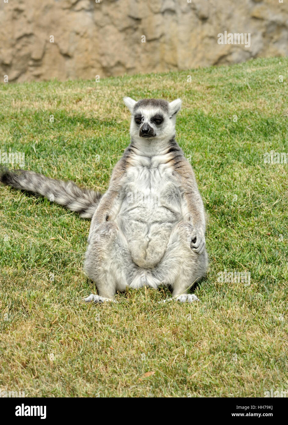 beautiful, beauteously, nice, animal, africa, monkey, zoo, look ...