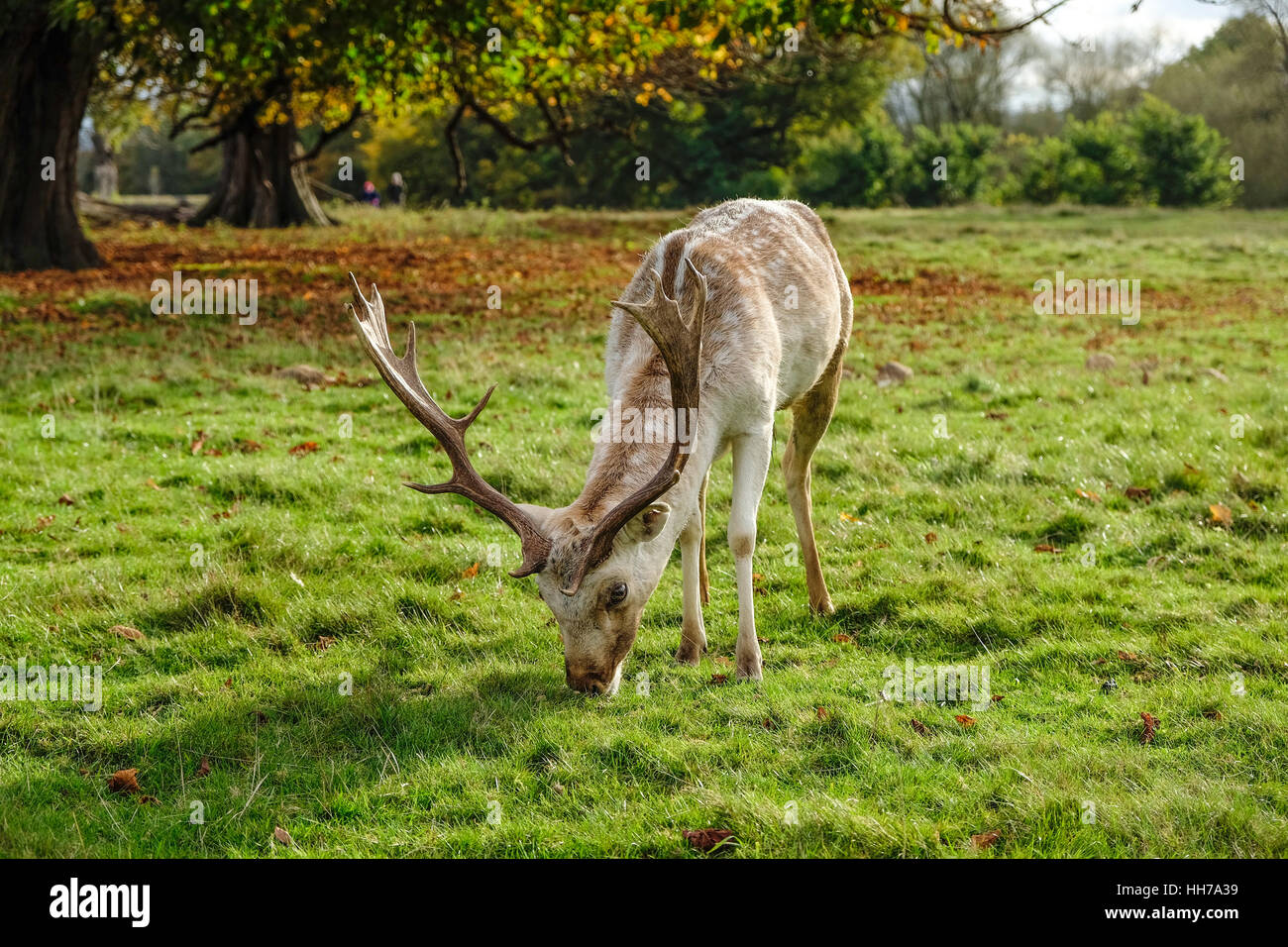 Male fallow deer grazing in parkland Stock Photo - Alamy