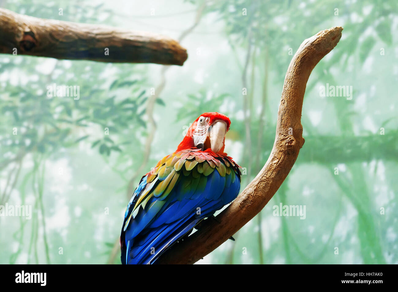 Colourful parrot bird sitting on the perch Stock Photo - Alamy