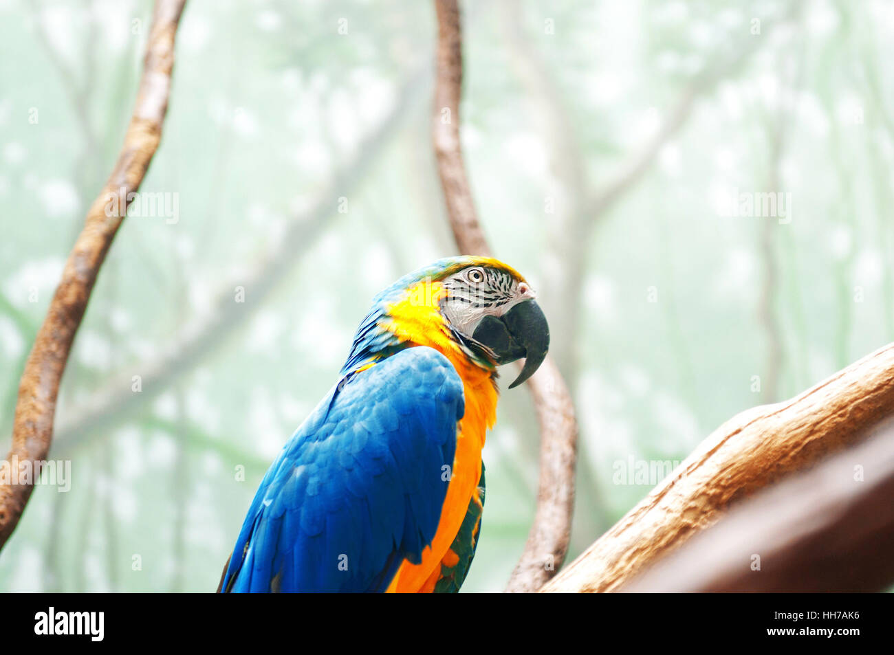 Colourful parrot bird sitting on the perch Stock Photo - Alamy