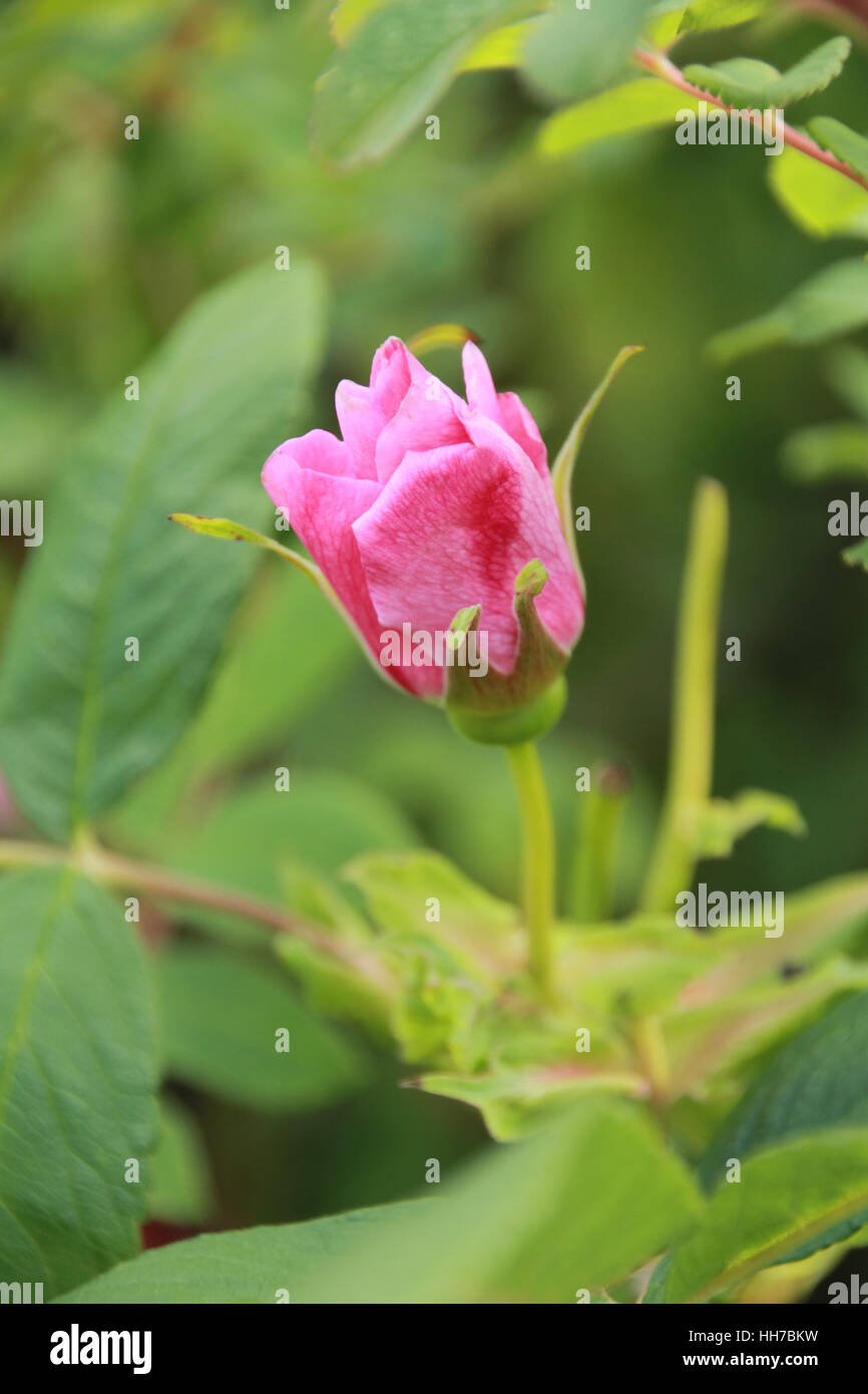 historical, garden, flower, plant, rose, bloom, blossom, flourish ...