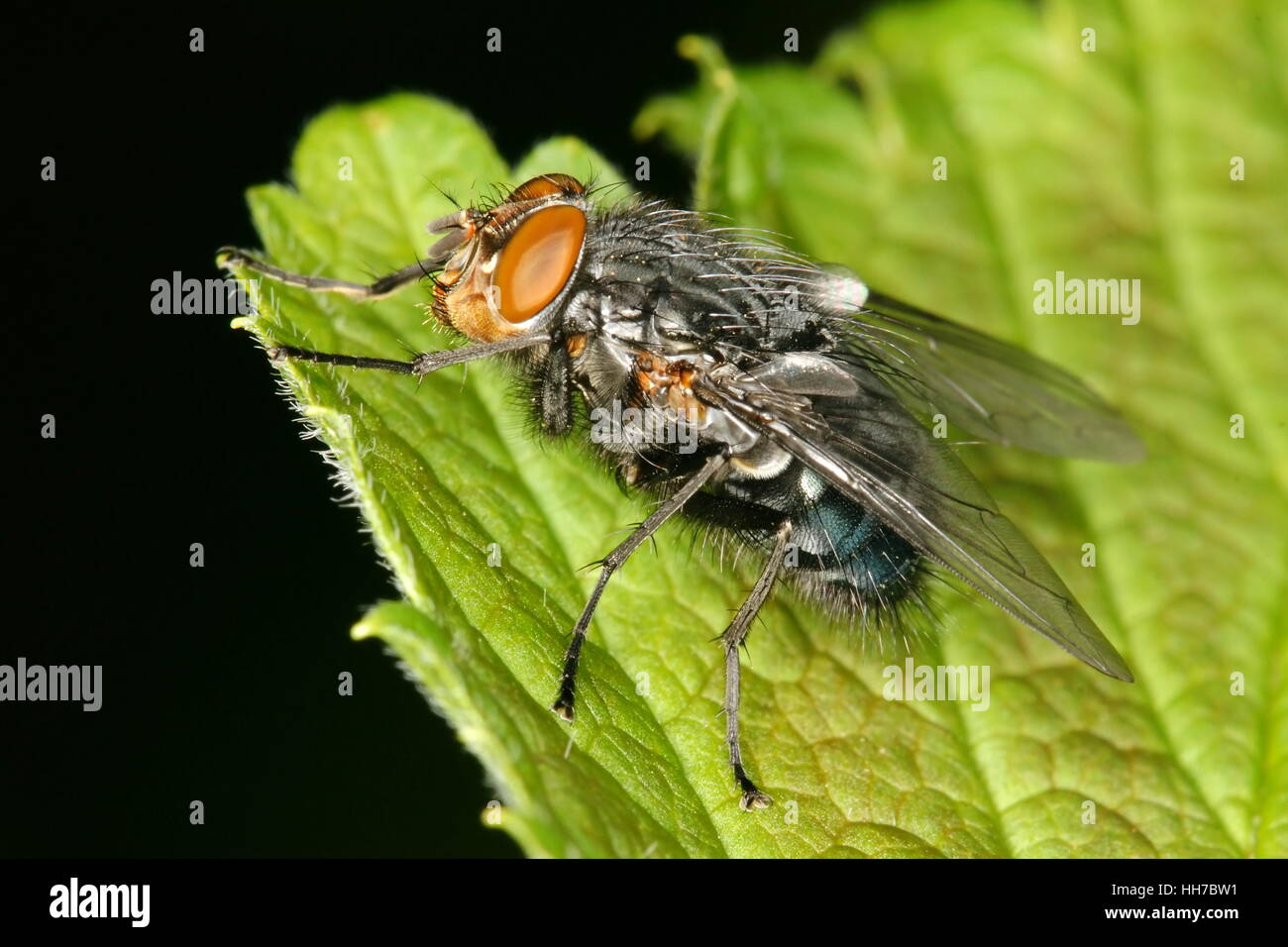 Bristly legs hi-res stock photography and images - Alamy