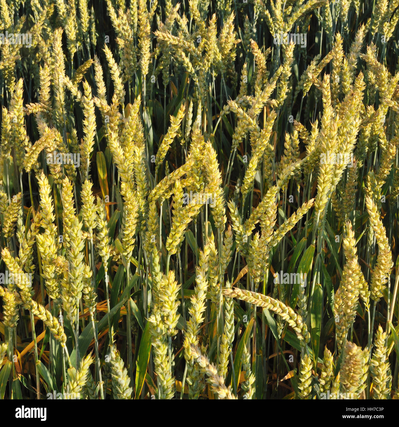 agriculture, farming, wheat, wheat field, grain field, cereal growing ...