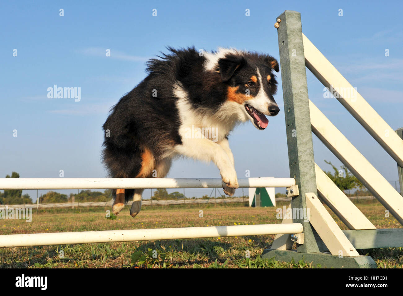 dog, spring, bouncing, bounces, hop, skipping, frisks, jumping, jump ...