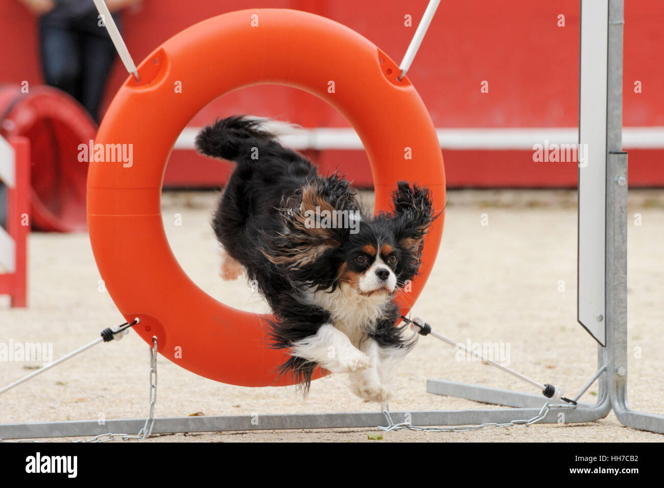 dog, spring, bouncing, bounces, hop, skipping, frisks, jumping, jump ...