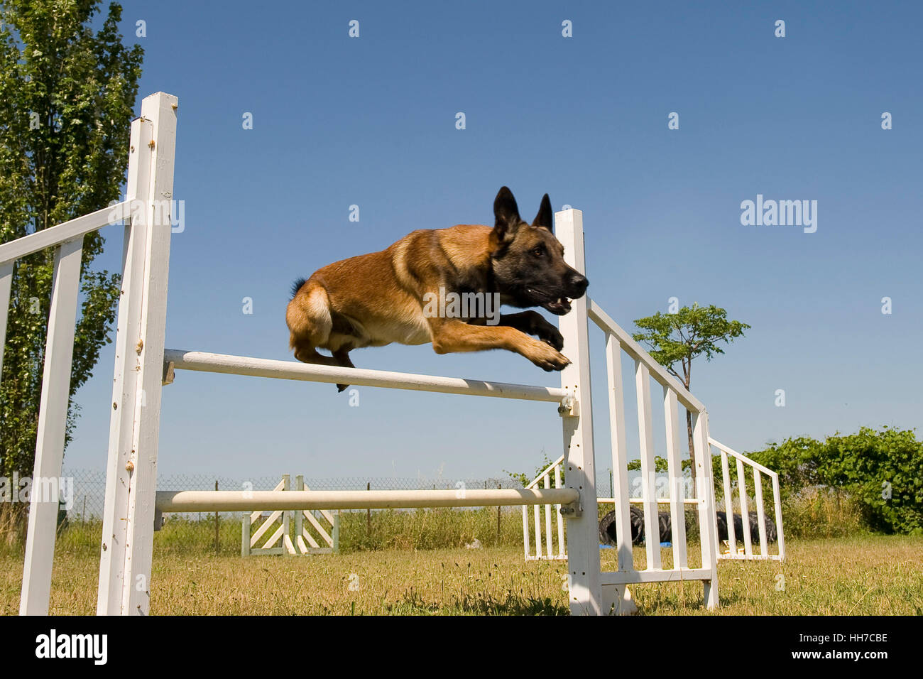 dog, spring, bouncing, bounces, hop, skipping, frisks, jumping, jump ...