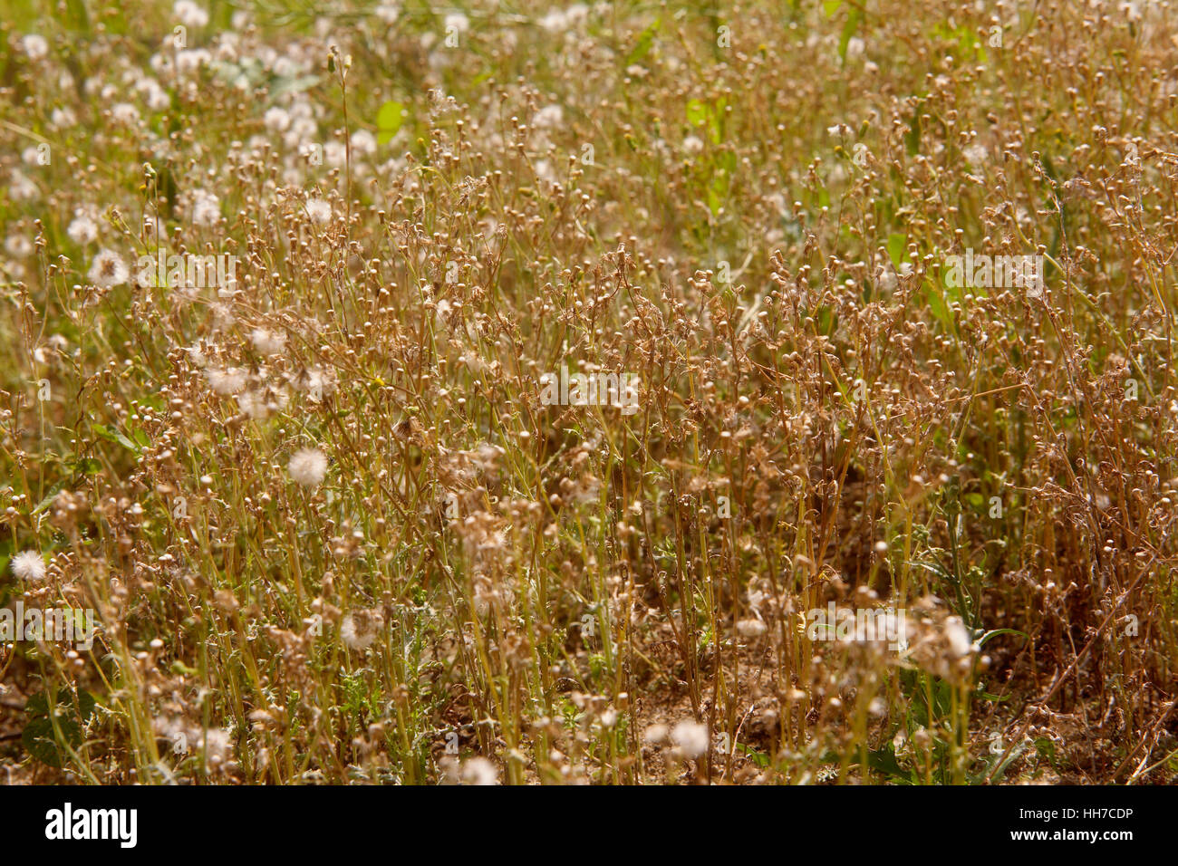 withered plant background Stock Photo - Alamy