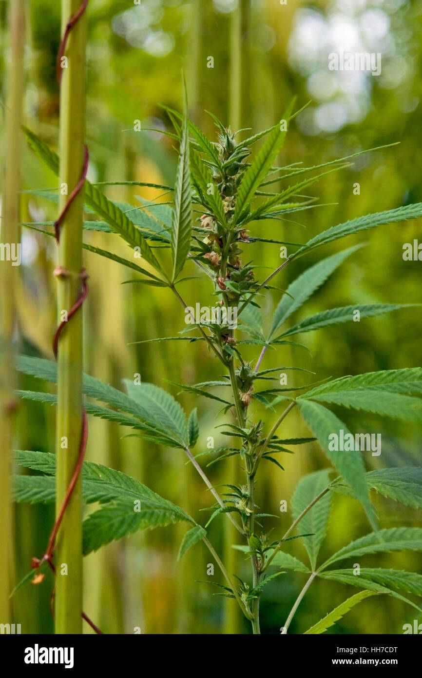 detail of a hemp plant in green blurry back Stock Photo - Alamy