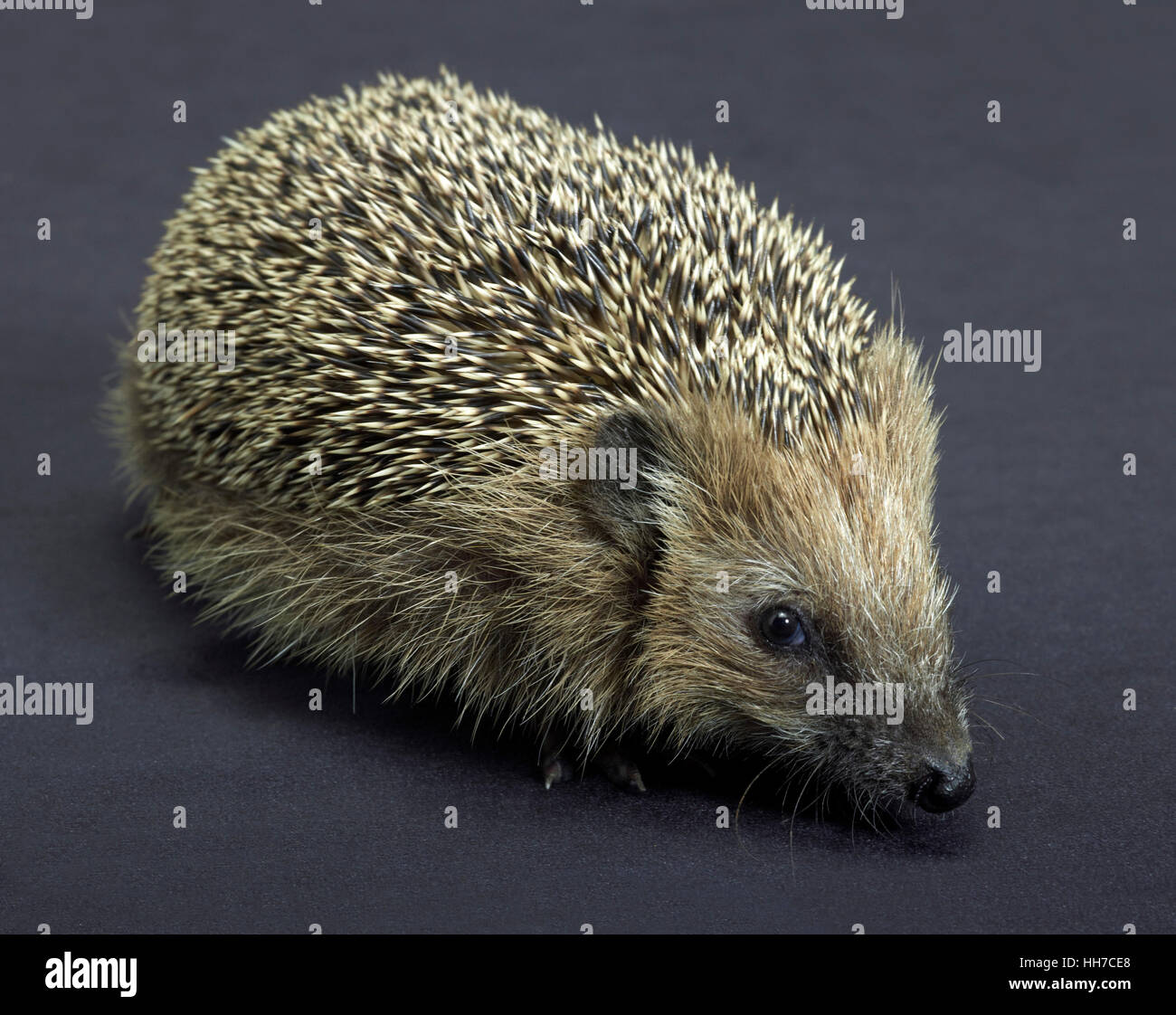 hedgehog in dark back Stock Photo - Alamy