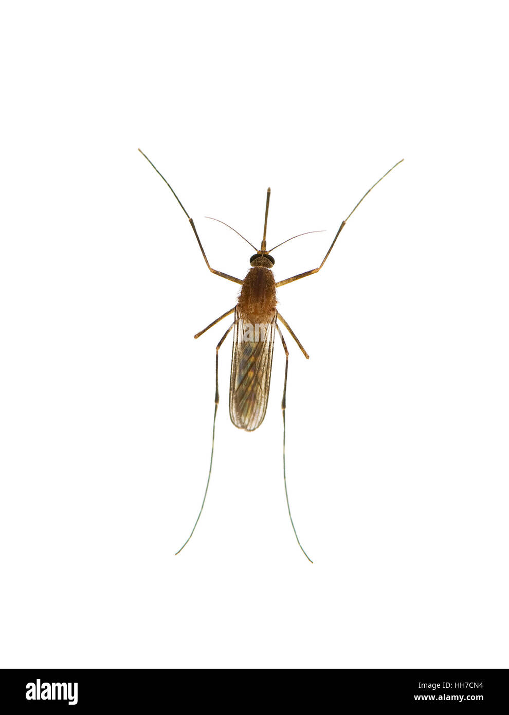 Moquito hi-res stock photography and images - Alamy