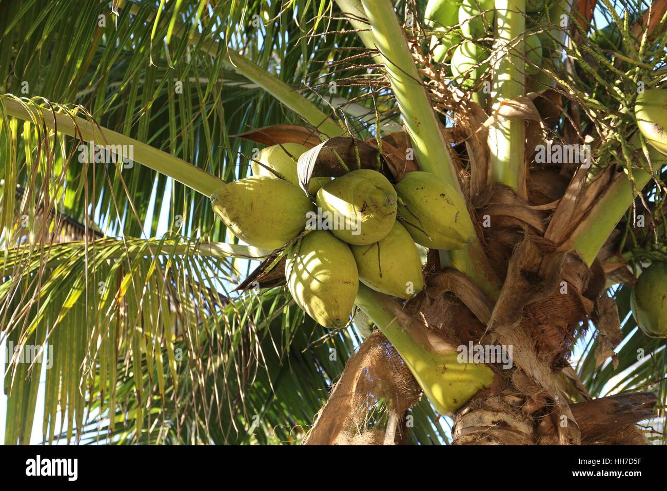 Coconut_oil hi-res stock photography and images - Alamy