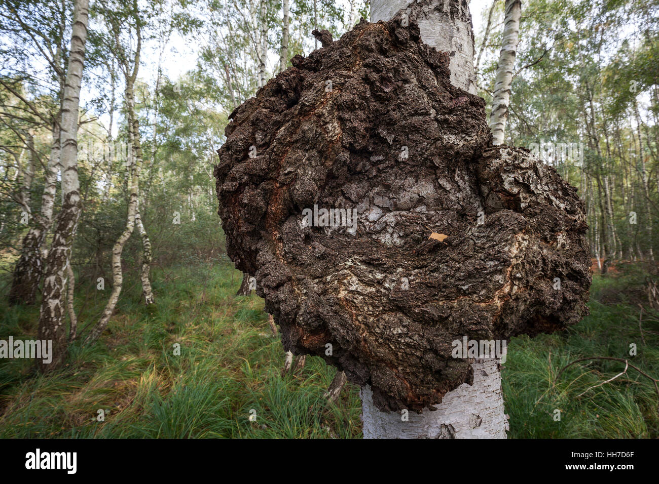 Tree Canker High Resolution Stock Photography and Images - Alamy