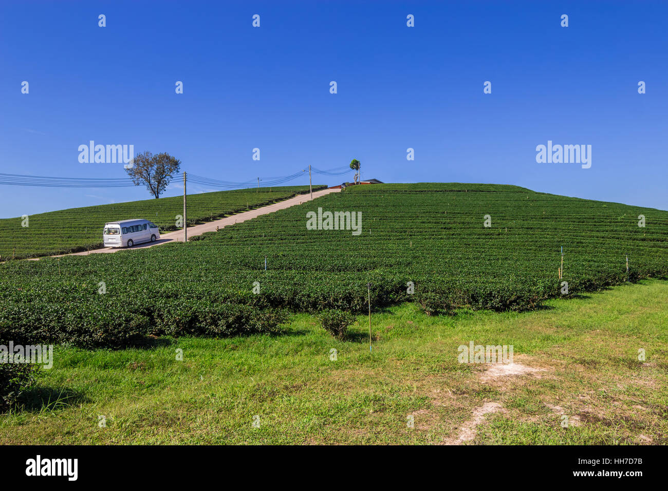 Tea garden drive hi-res stock photography and images - Alamy