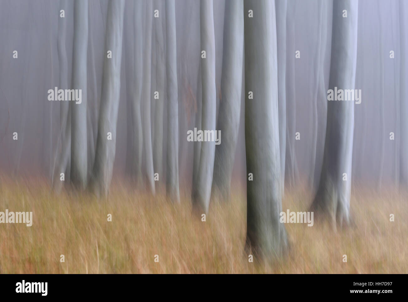 Beech tree trunks hi-res stock photography and images - Alamy