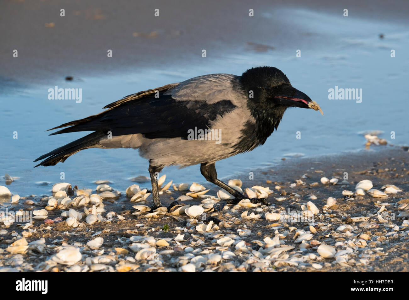 Hooded crow clam hi-res stock photography and images - Alamy