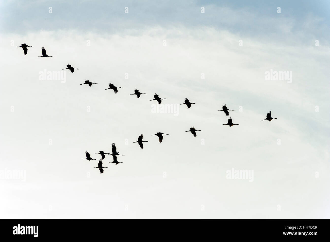 Flock of common cranes hi-res stock photography and images - Alamy