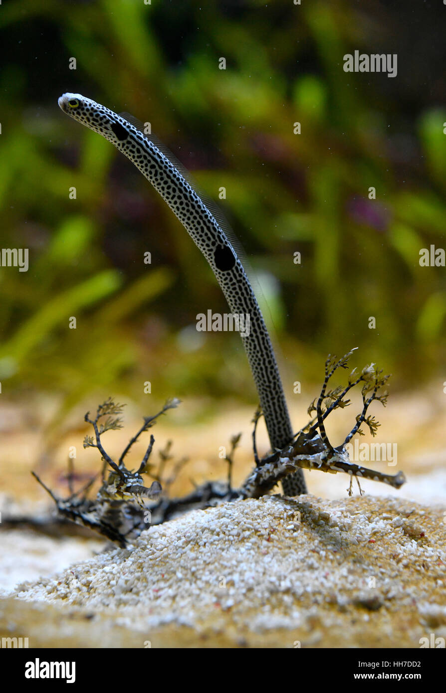Spotted garden eel (Heteroconger hassi), captive Stock Photo - Alamy