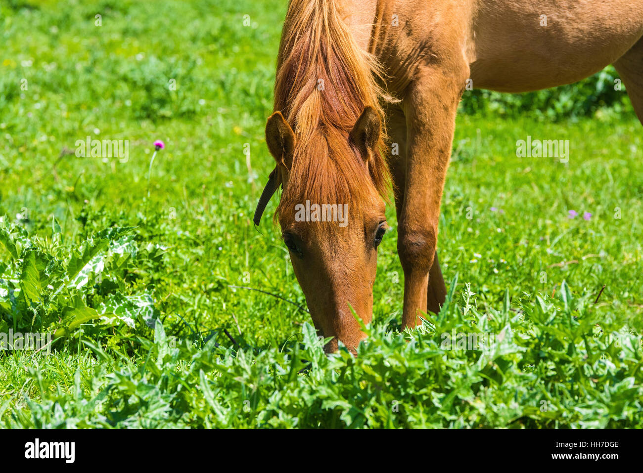 Horses grazed on green meadow hi-res stock photography and images - Alamy