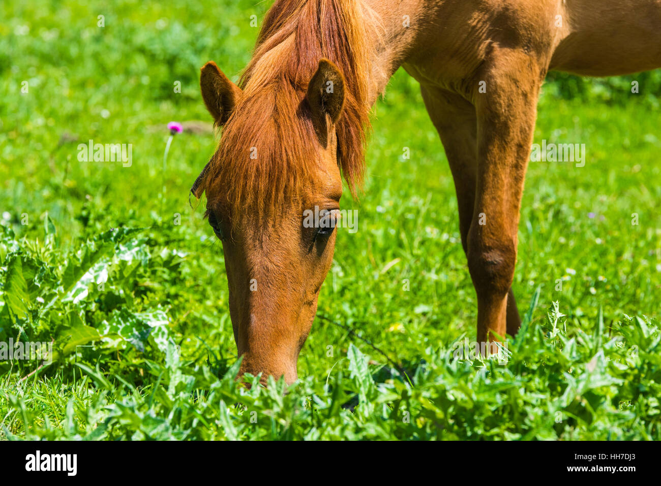 Grazed head hi-res stock photography and images - Alamy