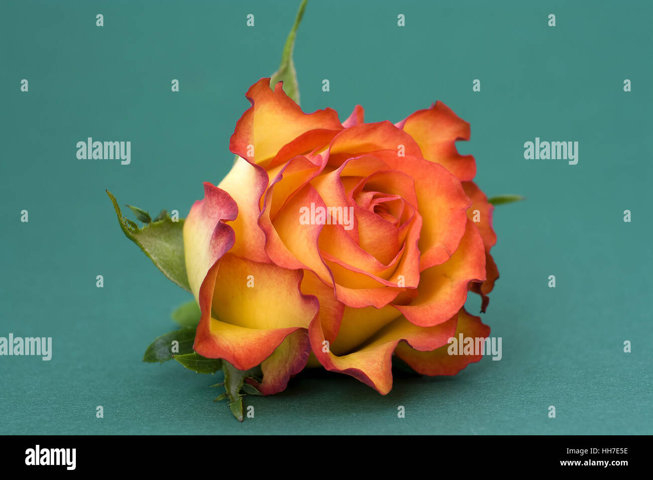 tea, birth, childbirth, parturition, delivery, garden, flower, rose ...