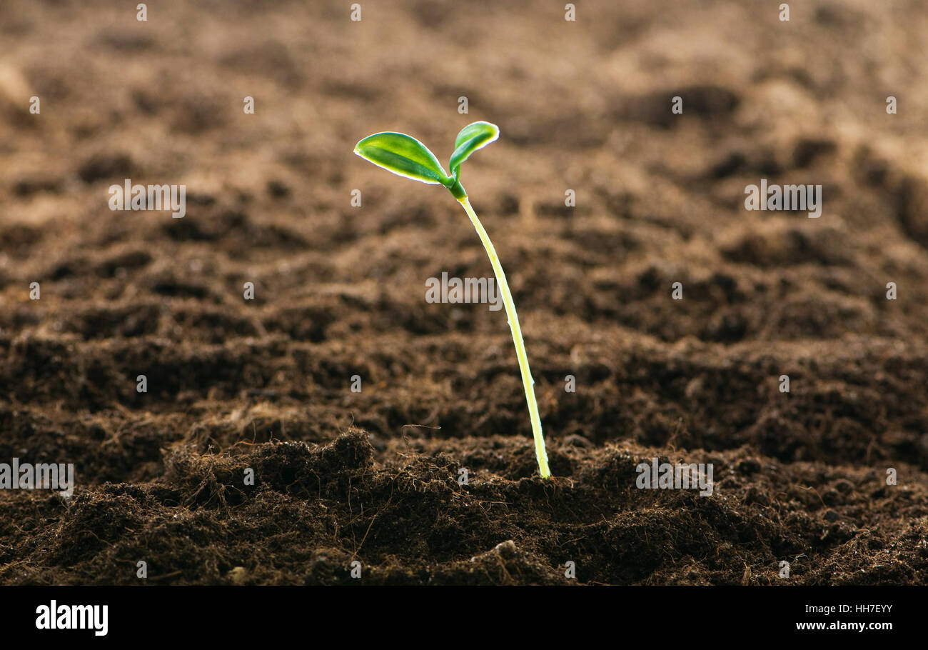 Green seedling illustrating concept of new life Stock Photo - Alamy