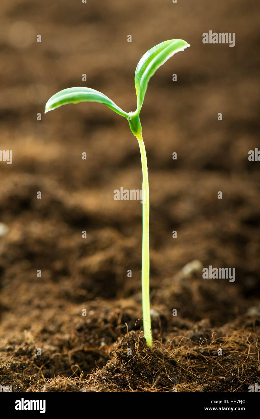 Green seedling illustrating concept of new life Stock Photo - Alamy
