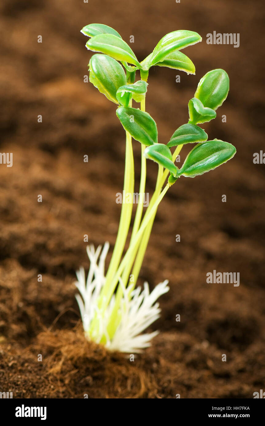 Green seedling illustrating concept of new life Stock Photo - Alamy