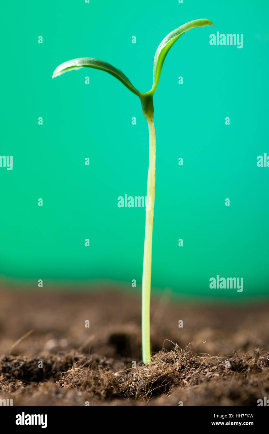 Green seedling illustrating concept of new life Stock Photo - Alamy