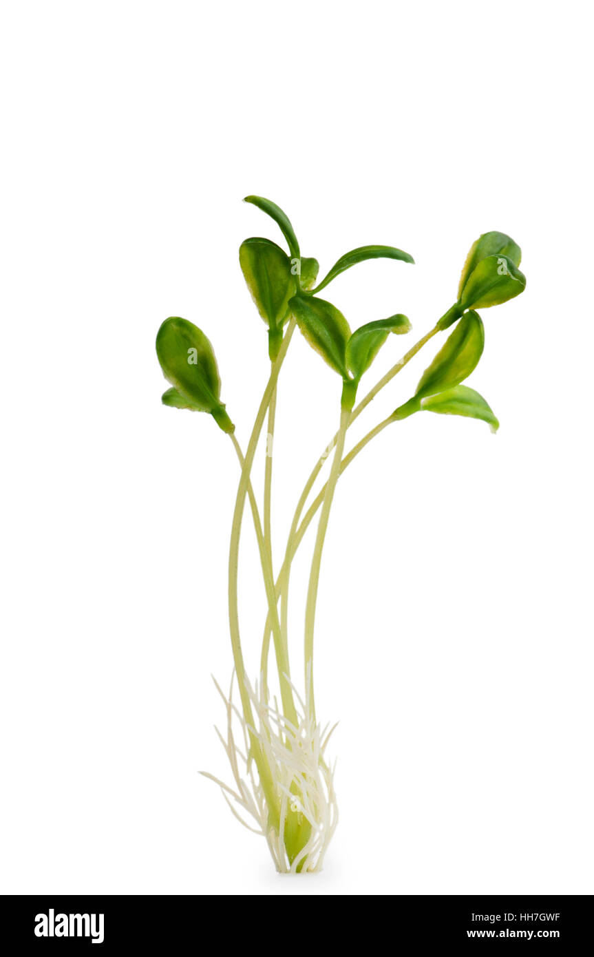 Planet earth plants cutout hi-res stock photography and images - Alamy