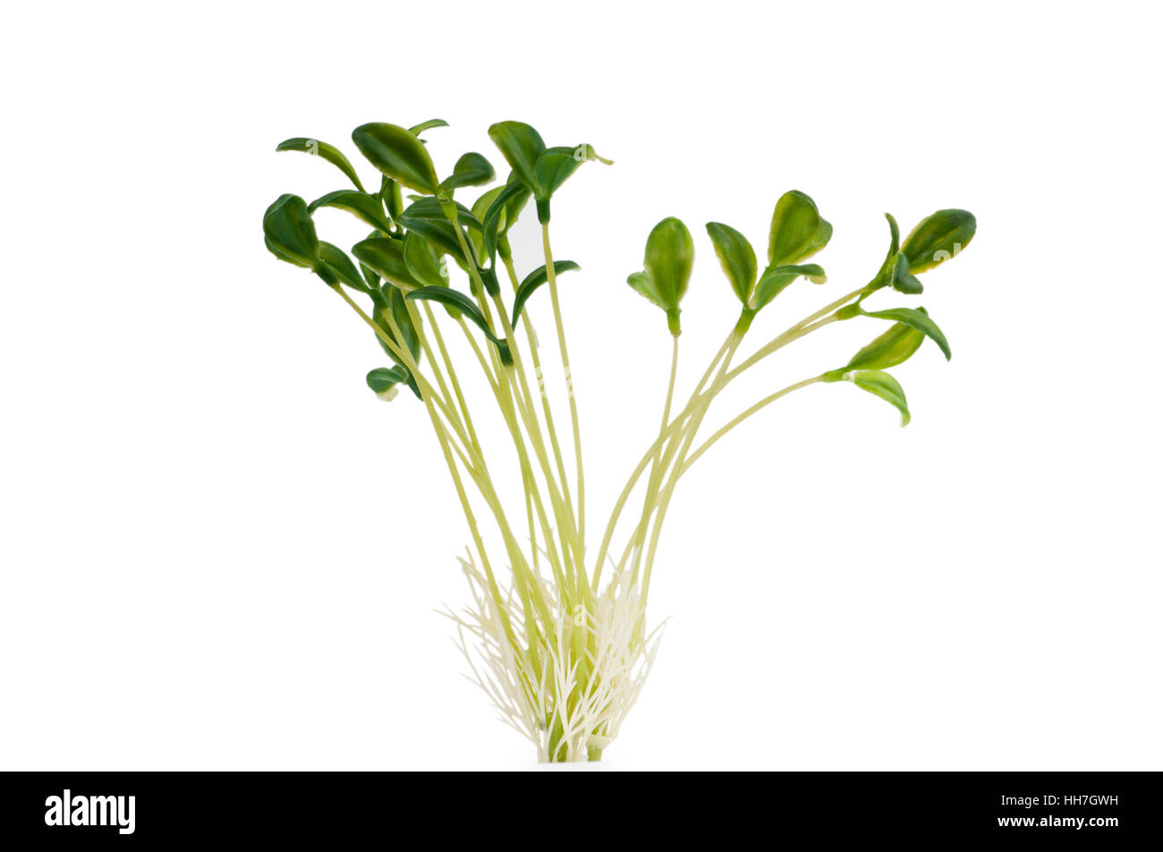 Planet earth plants cutout hi-res stock photography and images - Alamy