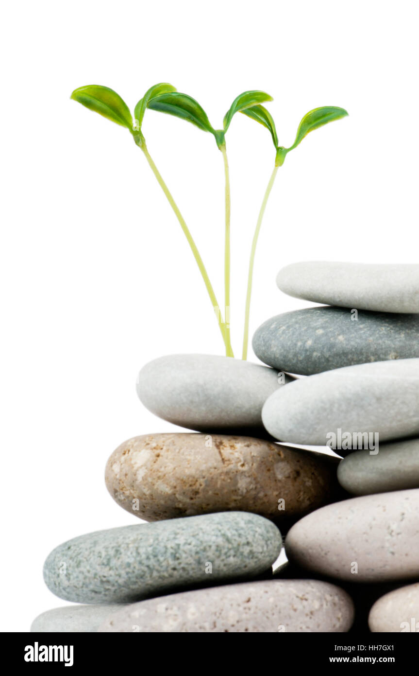 leaf, health, isolated, model, design, project, concept, plan, draft ...