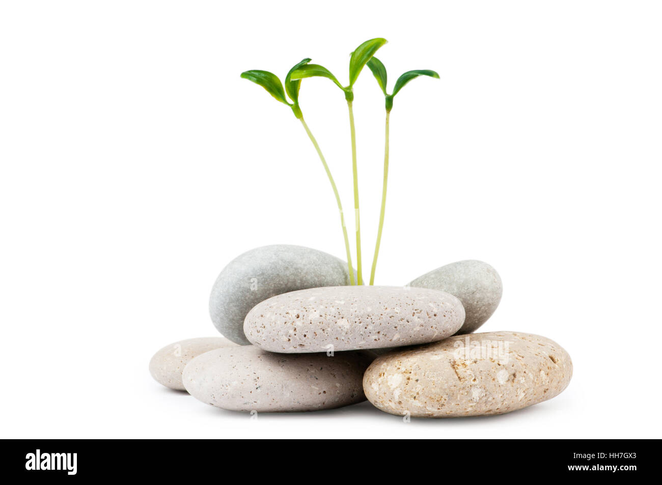 leaf, health, isolated, model, design, project, concept, plan, draft ...