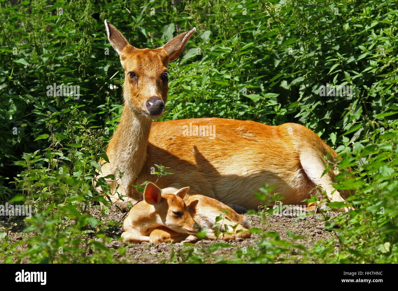 mammal, india, offspring, shy, young animal, mammal, india, offspring ...