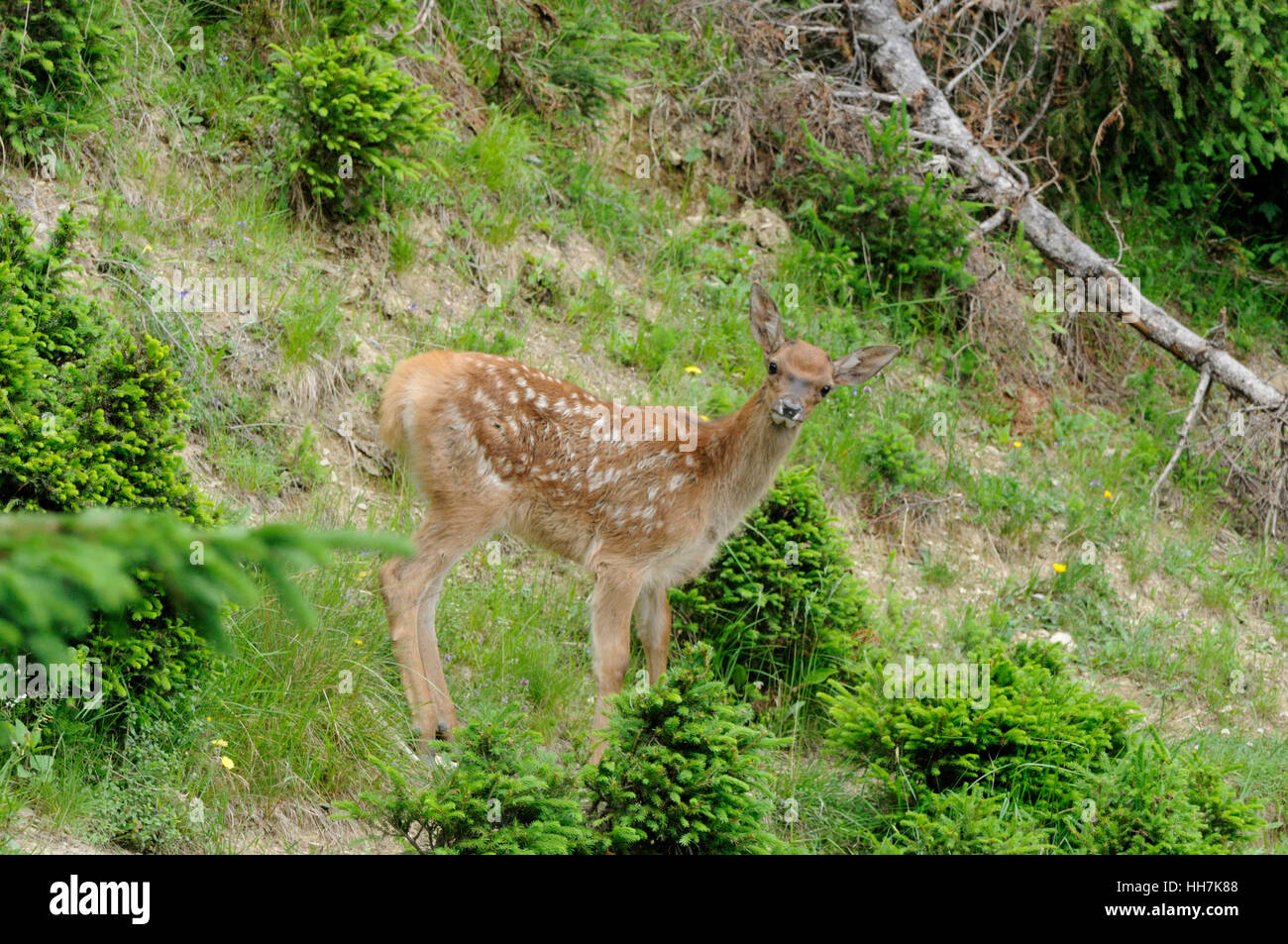 calf, deer stag, fawn, wild, calf, deer stag, fawn, cervus elaphus ...