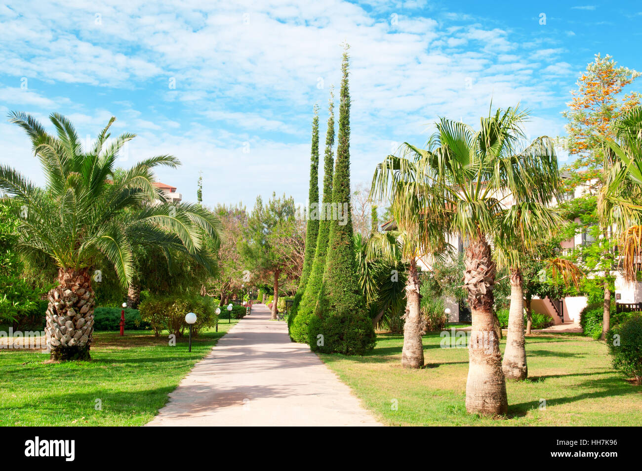 beautiful avenue with palm trees and cypresses Stock Photo - Alamy