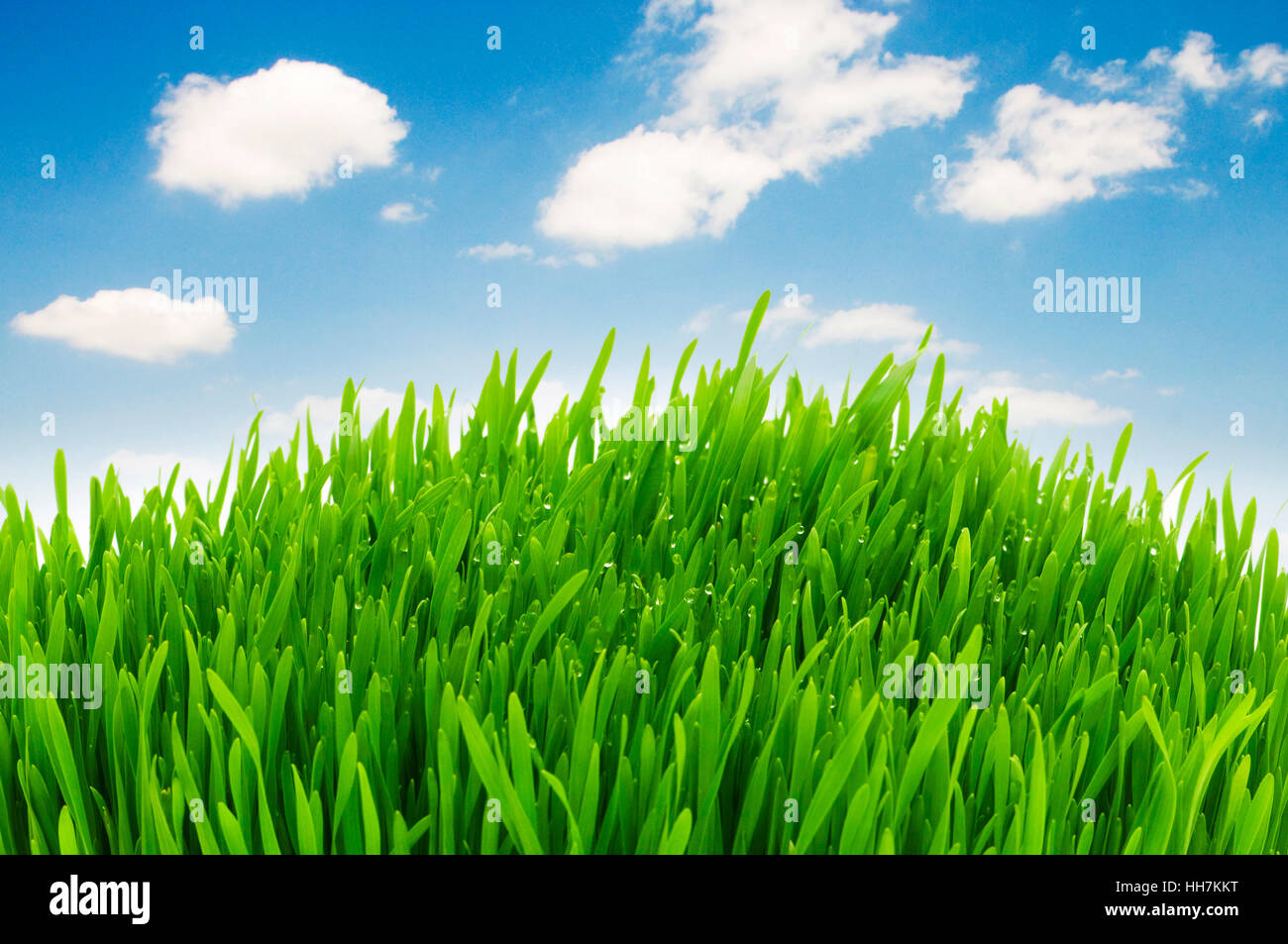 blue, macro, close-up, macro admission, close up view, sport, sports ...