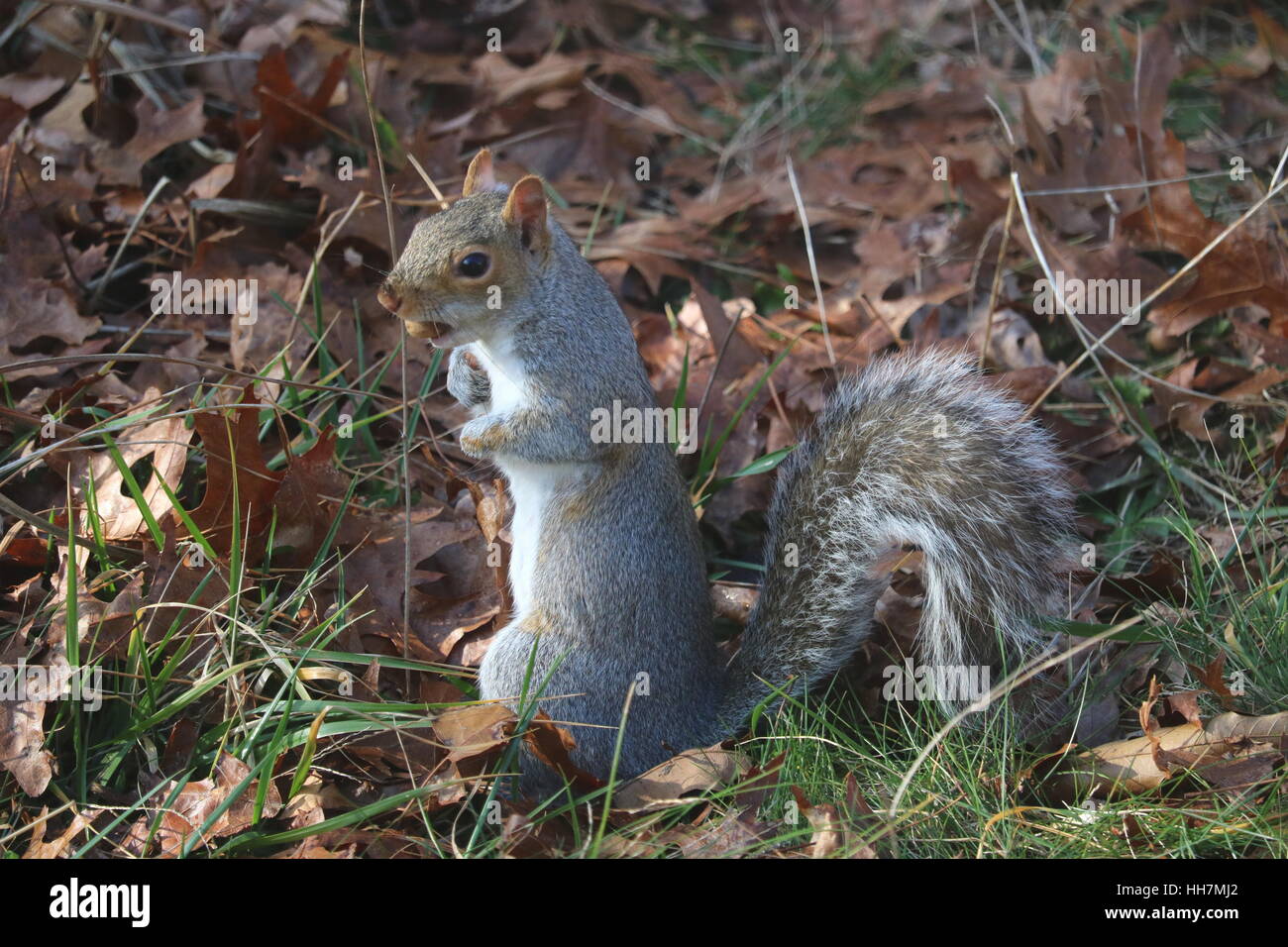 A Grey Squirrel collecting and eating nuts Stock Photo - Alamy