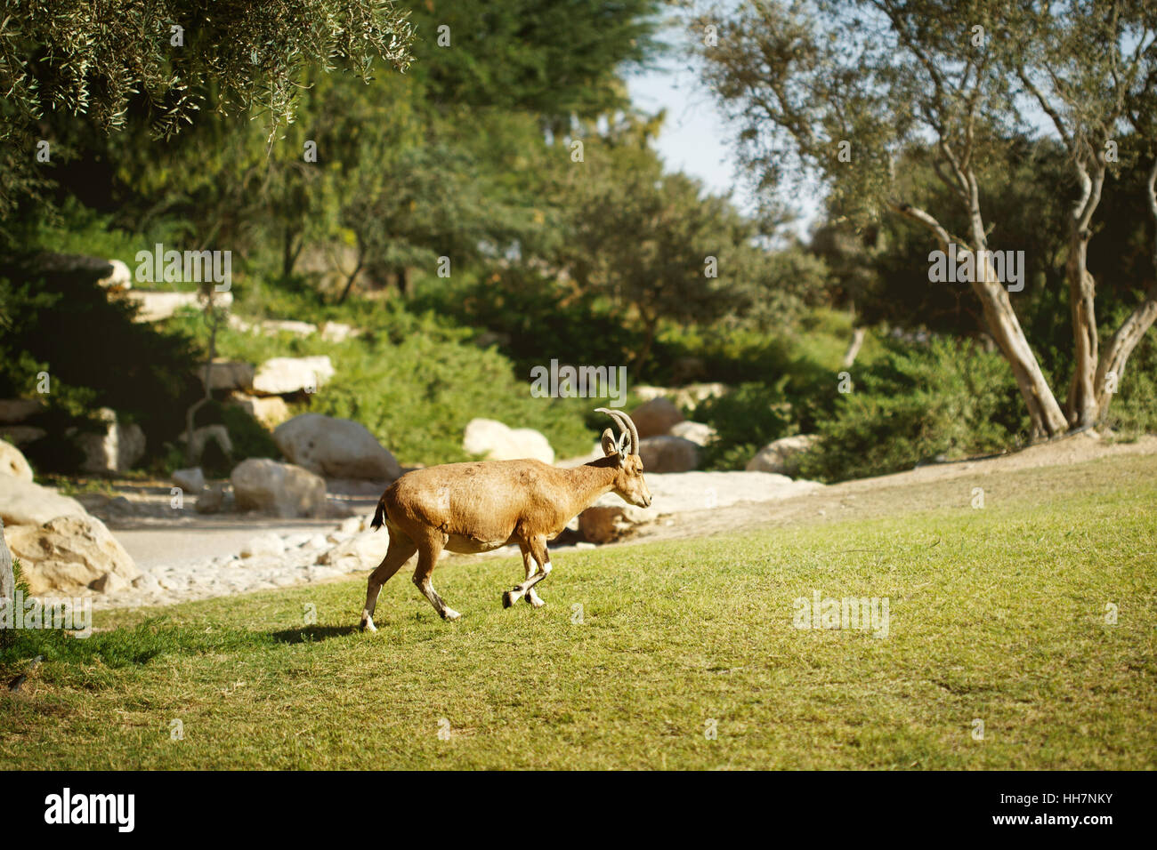 Goat walking at the meadow among trees Stock Photo - Alamy