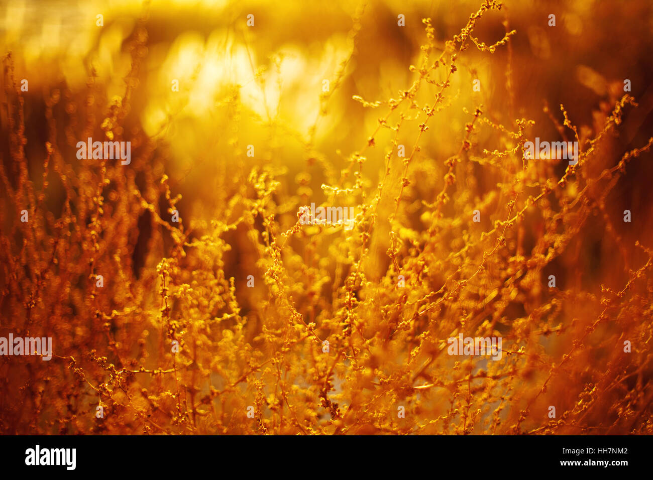 Natural golden background with golden grass and bokeh lights. Selective ...
