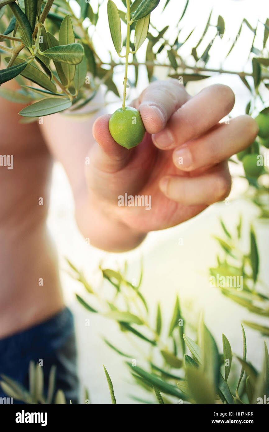 harvest, fruit, farm, olive, oil, man, humans, human beings, people ...