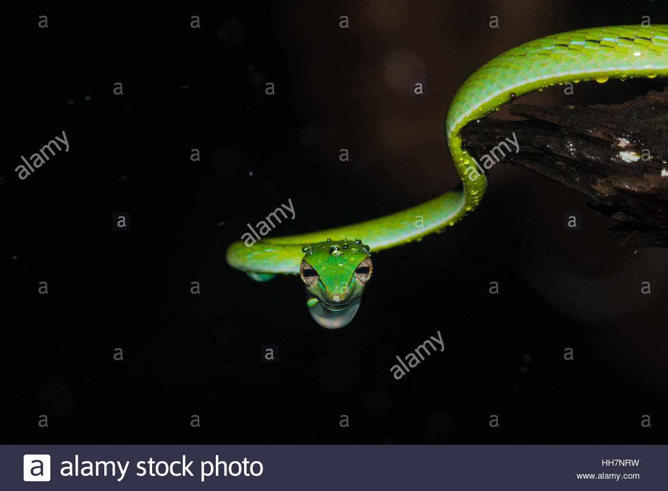 Amboli Stock Photos & Amboli Stock Images - Alamy