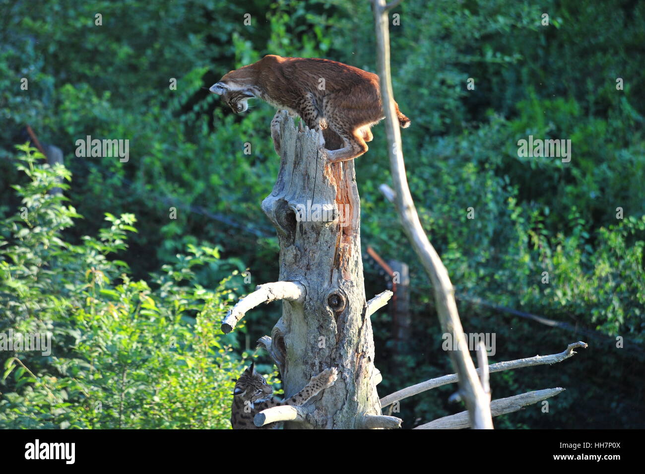 tree, predator, claw, natural preserve, wild animal, cat, big cat ...